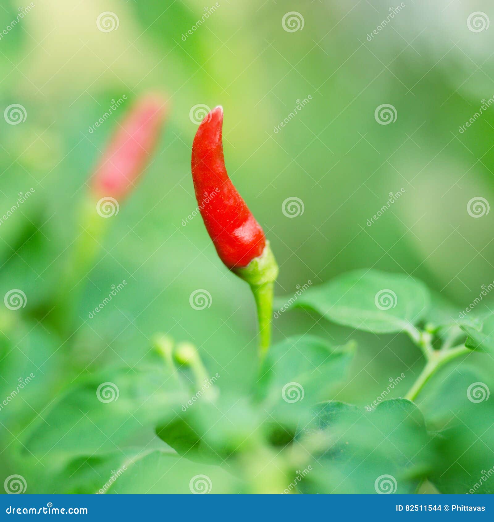 Chilly Peppers , Chilly Tree , Chilly Plant Stock Photo - Image of tree ...
