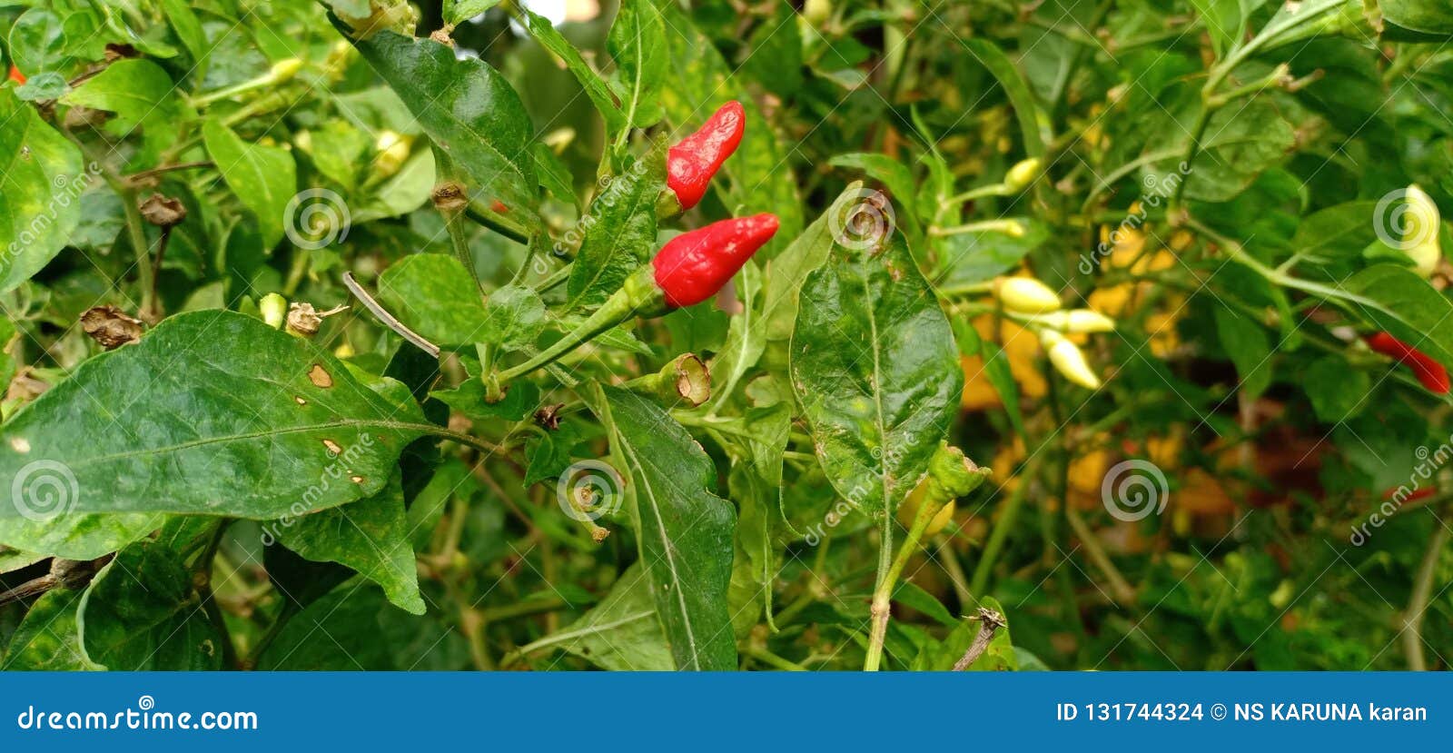 Chilly stock photo. Image of small, redchilly, chilly - 131744324