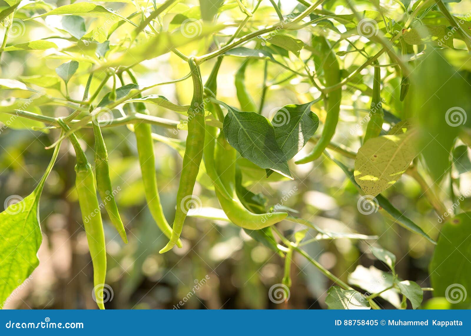 Chilly tree , Chilly plant stock image. Image of natural - 88758405