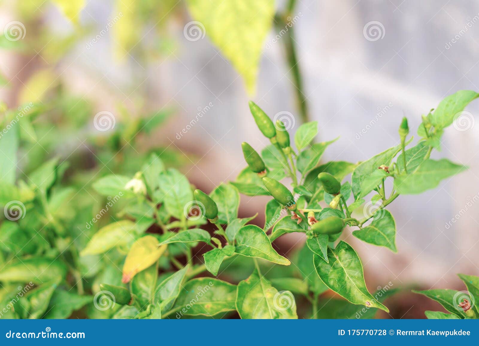 Chilly of Tree in Countryside Stock Photo - Image of thailand, ripening ...