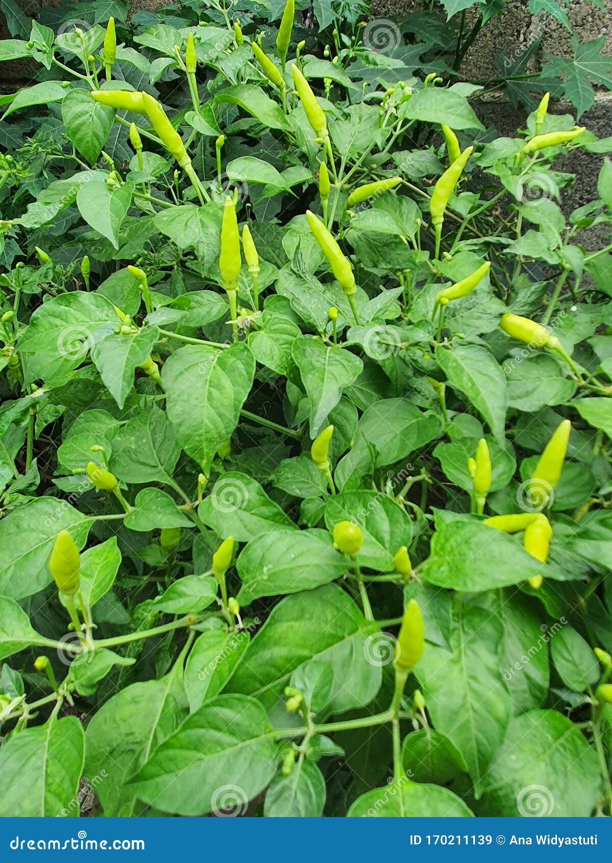 Chilly Tree in the Green Park Stock Image - Image of leaves, park ...