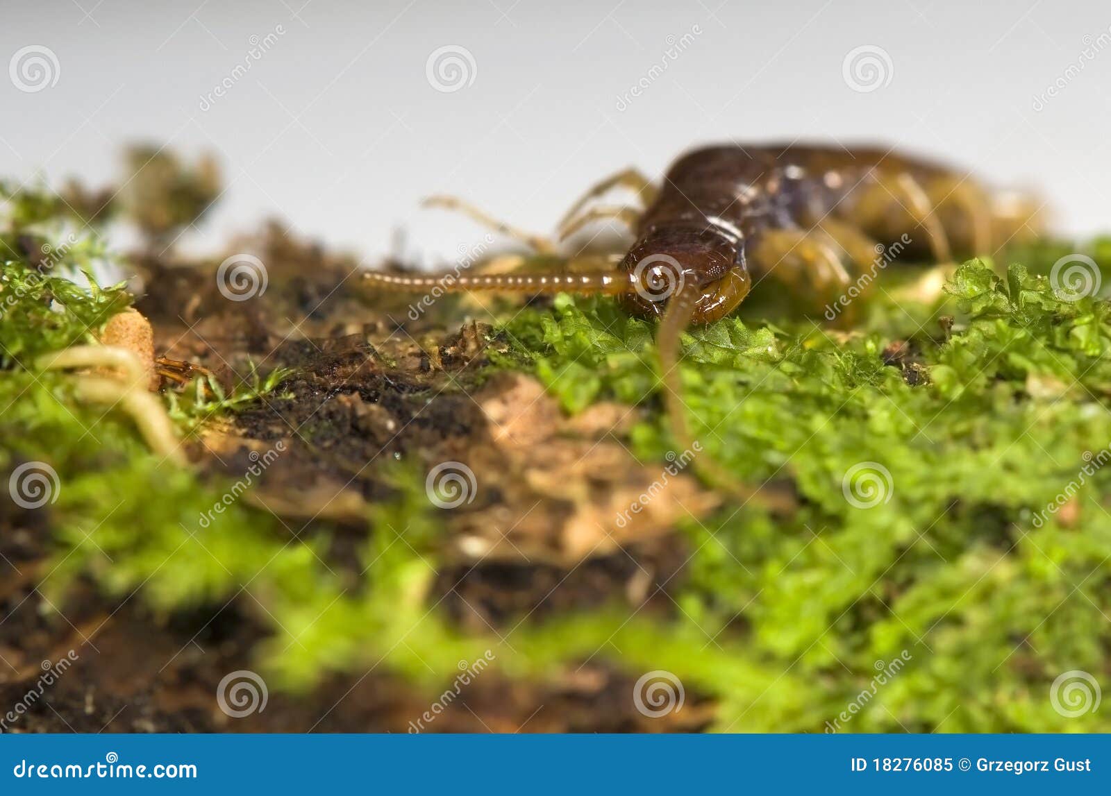 Chilopoda stock image. Image of freedom, background, chilopoda - 18276085