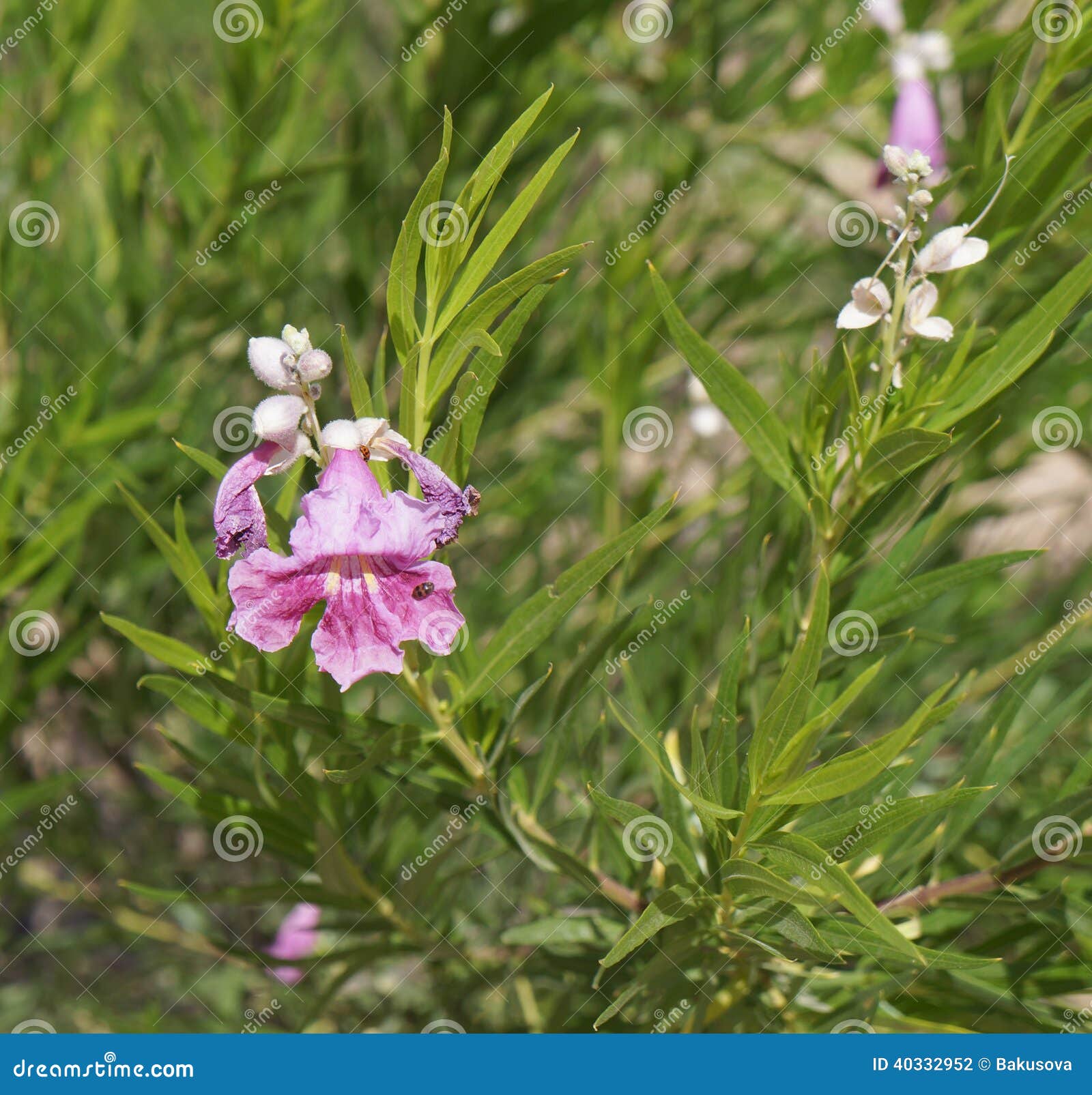 Chilopsis linearis blossom stock photo. Image of flora - 40332952