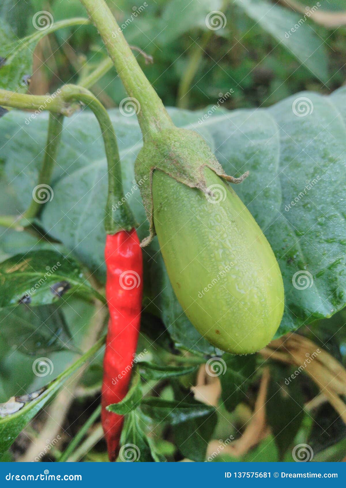 Chily and bringel stock image. Image of chily, real - 137575681