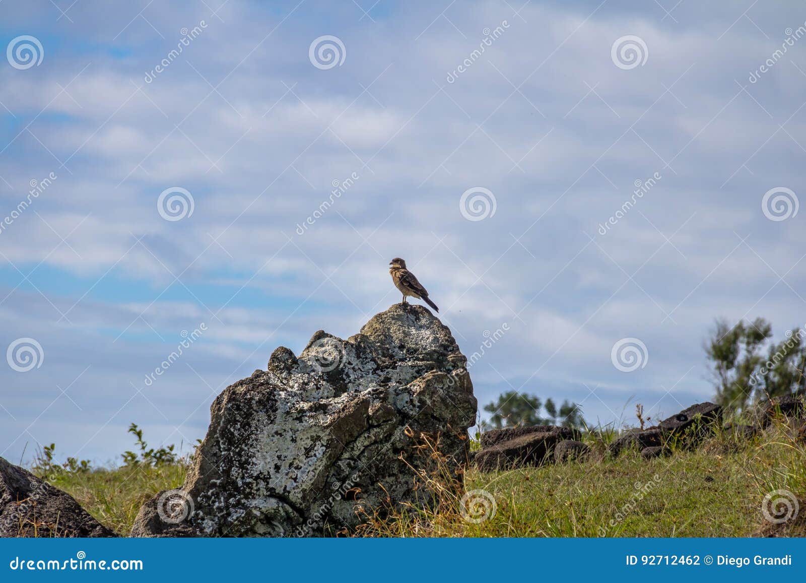 Chimango Caracara Falcon - Easter Island, Chile Stock Photo - Image of ...