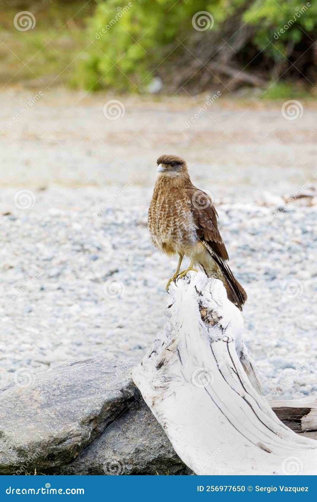 Chimango Caracara on a Log at the Beach Stock Photo - Image of chimango ...