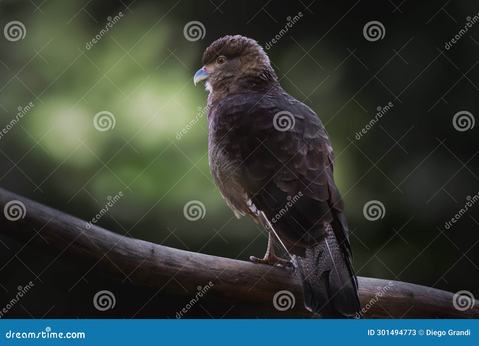 Chimango Caracara - Bird of Prey Stock Image - Image of brown, raptors ...