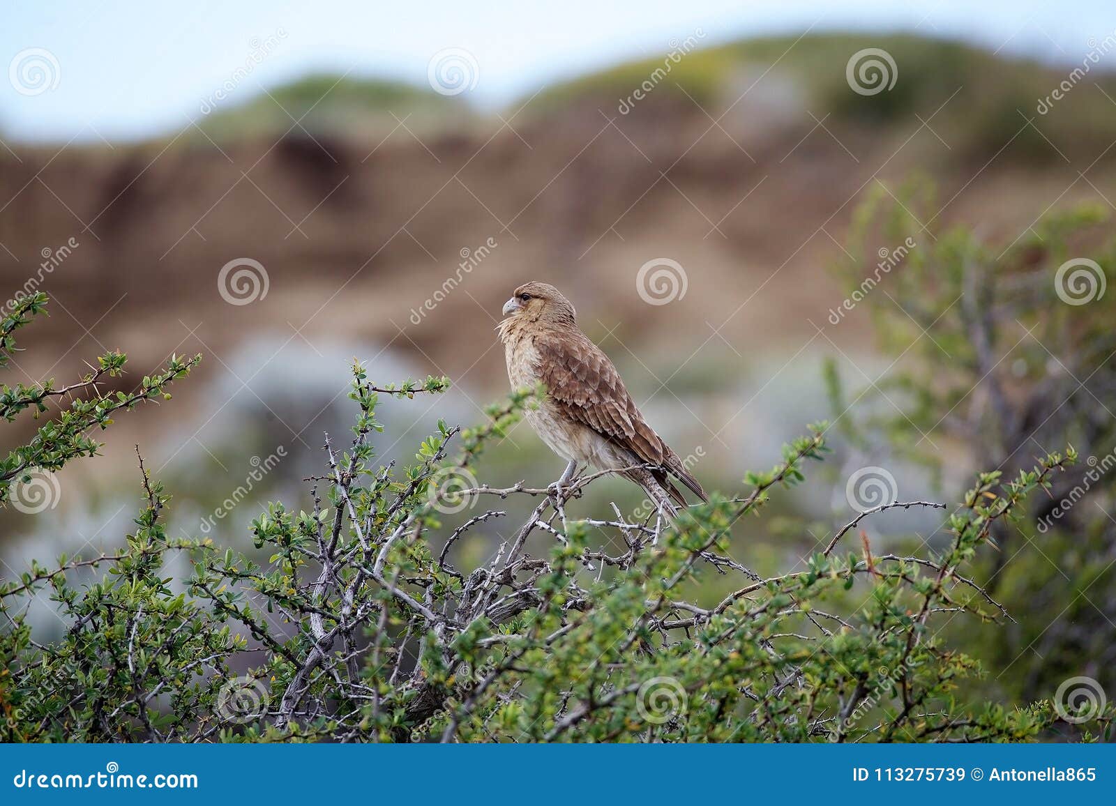 Chimango De Phalcoboenus Del Caracara De Chimango Imagen de archivo ...