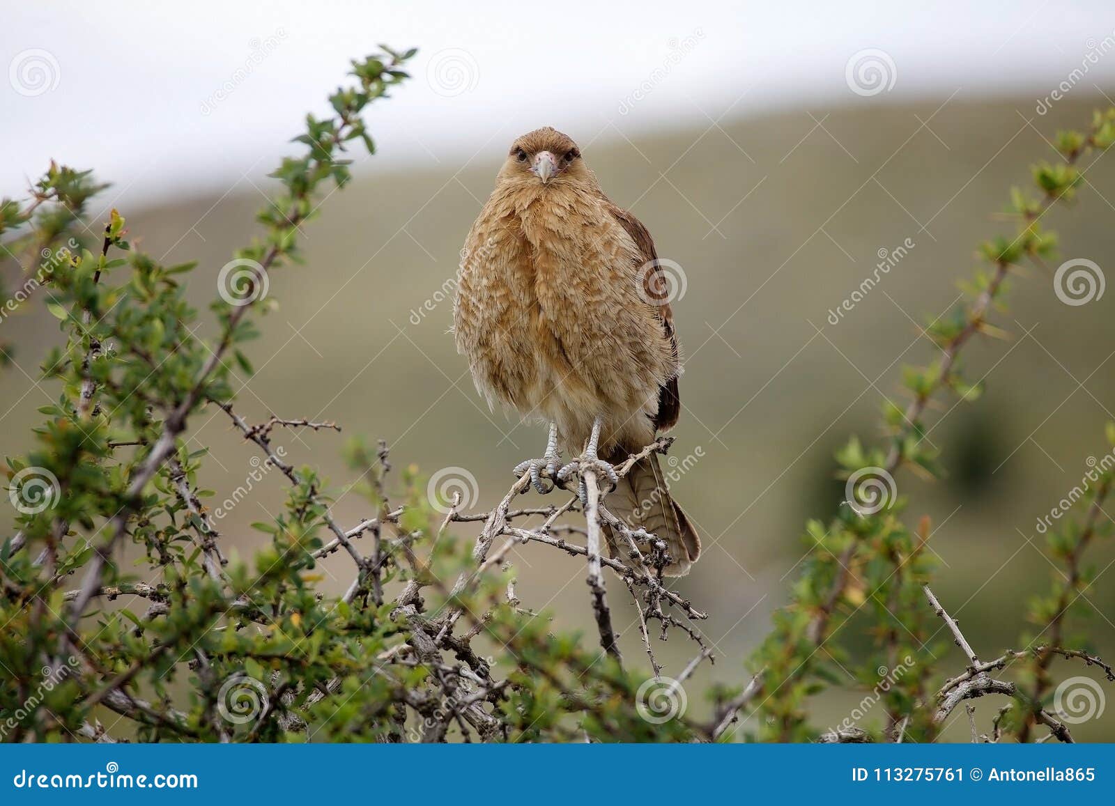 Chimango De Phalcoboenus Del Caracara De Chimango Imagen de archivo ...