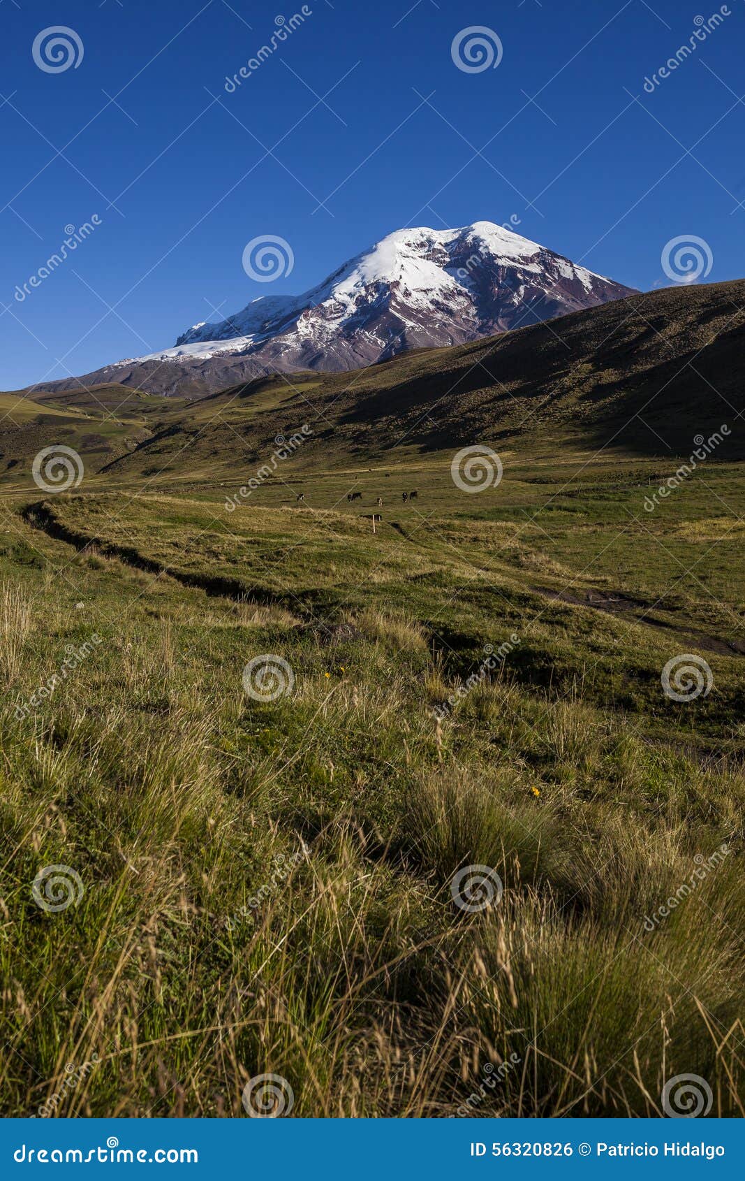 Chimborazo Volcano and Paramo Stock Photo - Image of snow, famous: 56320826