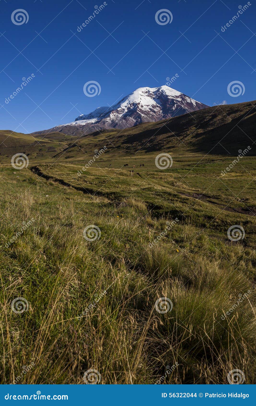 Chimborazo Volcano and Paramo Stock Photo - Image of ecuador, travel ...