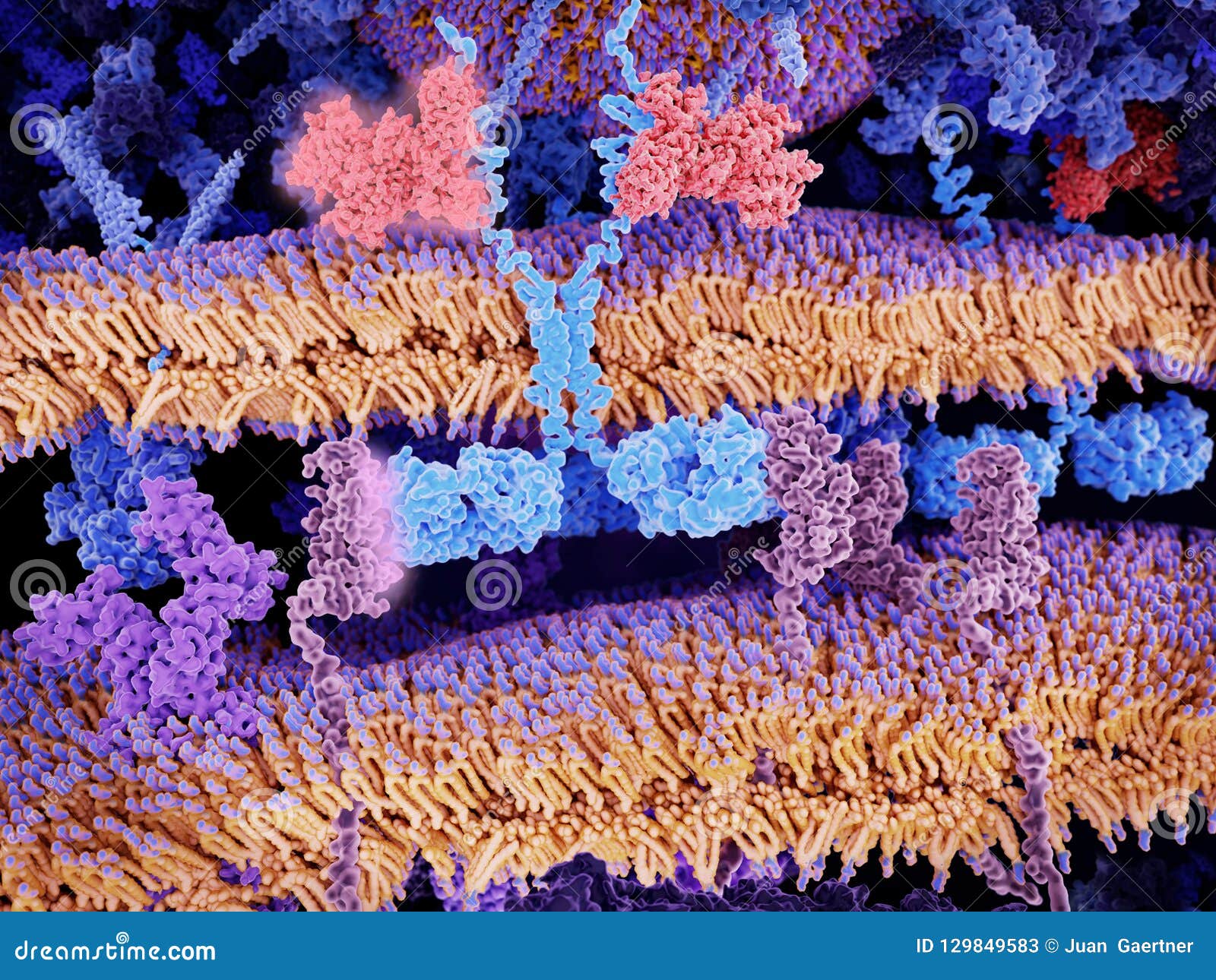 Chimeric Antigen Receptor Binding To CD19 Molecules on a Leukemia Cell ...