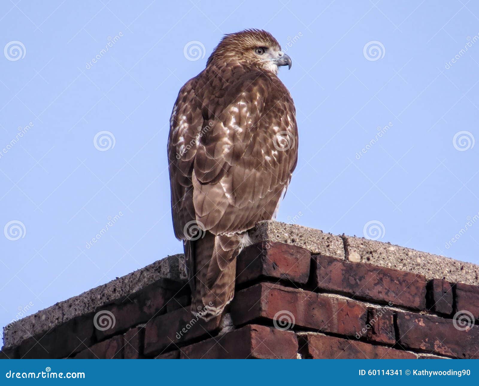 Red Tailed Hawk on a Chimney Stock Image - Image of waiting, survival ...
