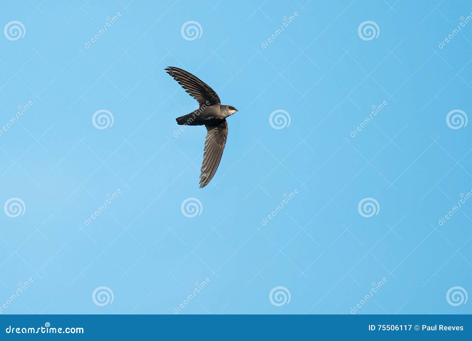 Chimney Swift - Chaetura Pelagica Stock Image - Image of conservation ...