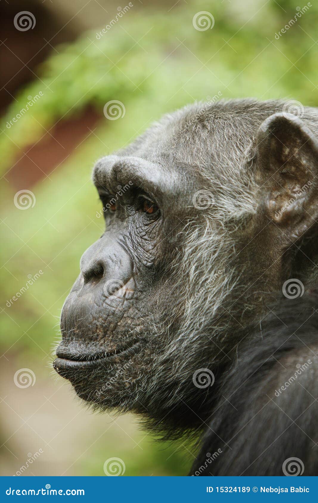 Giant Chimpanzee Monkey Eating Banana. Royalty-Free Stock Photo ...