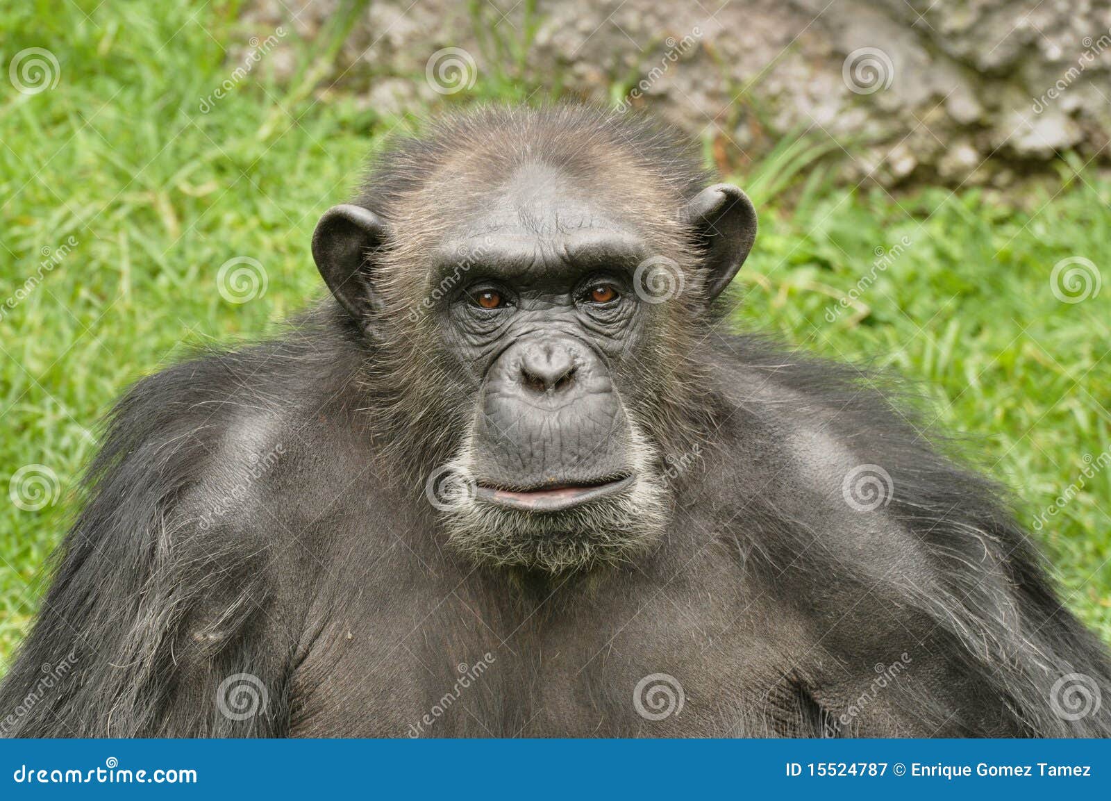 Chimp stock image. Image of staring, focus, resting, rest - 15524787