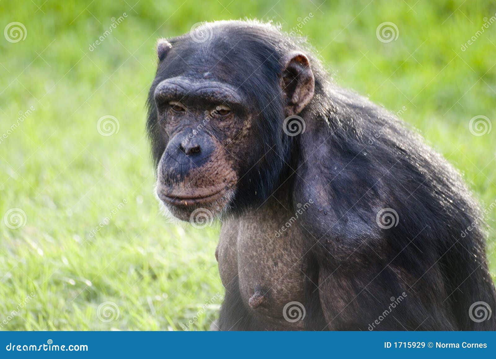 Chimp stock image. Image of beast, wild, hands, jungle - 1715929