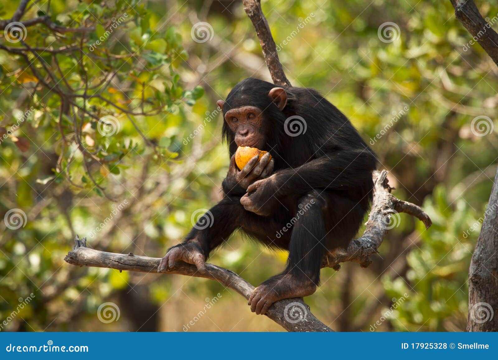 Chimp stock photo. Image of face, young, chimpanzee, nature - 17925328