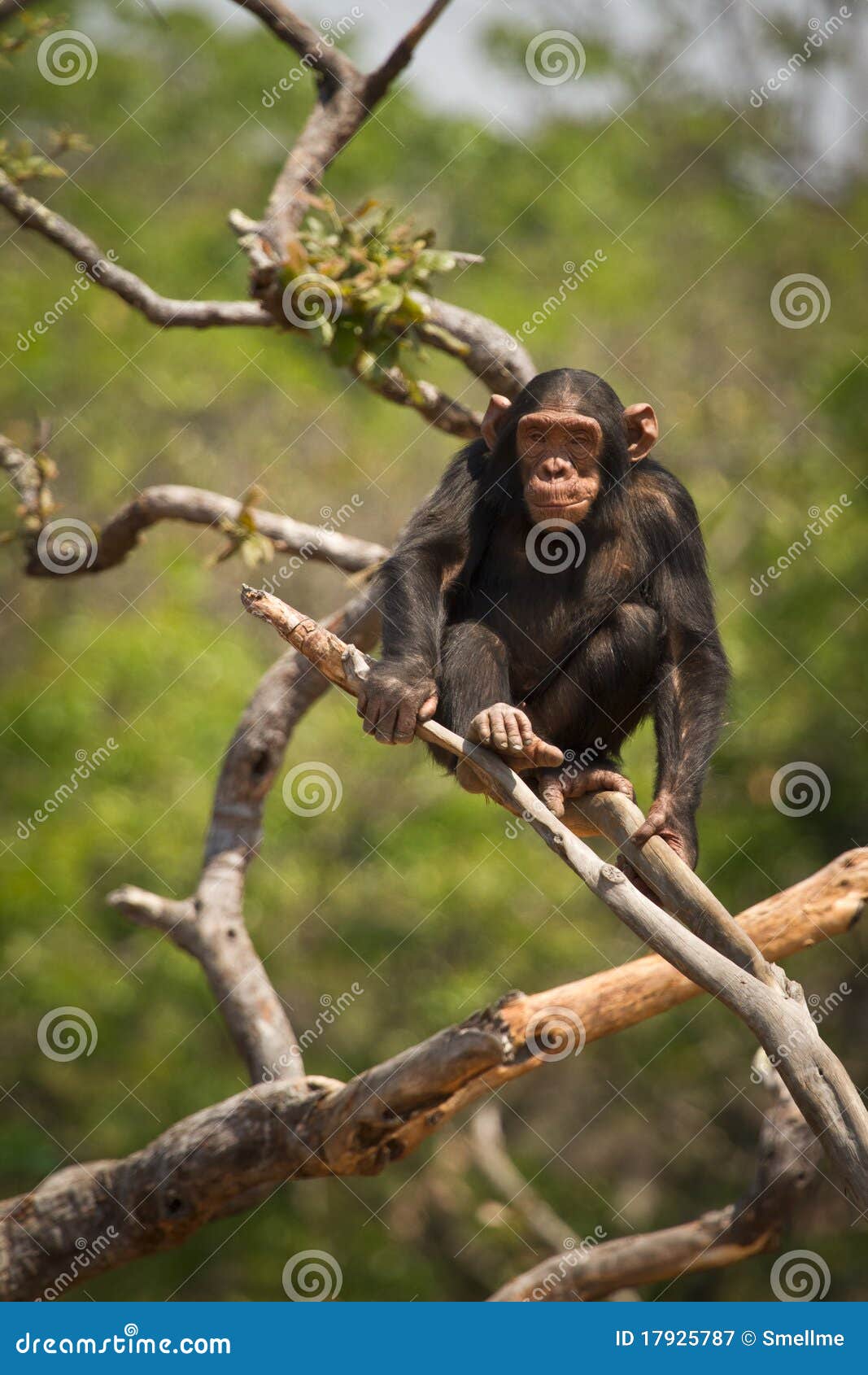 Chimp stock image. Image of chimpanzee, chimp, mammal - 17925787