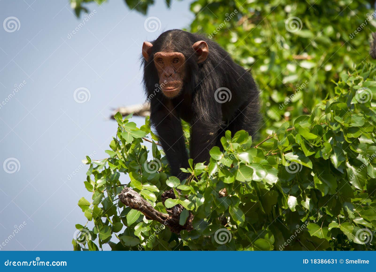 Chimp stock image. Image of anthropoid, mammal, chimp - 18386631