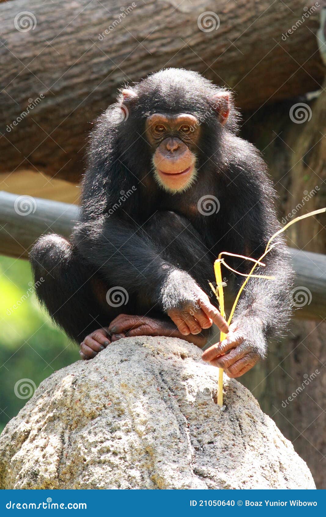 Chimp stock photo. Image of primate, nature, face, little - 21050640