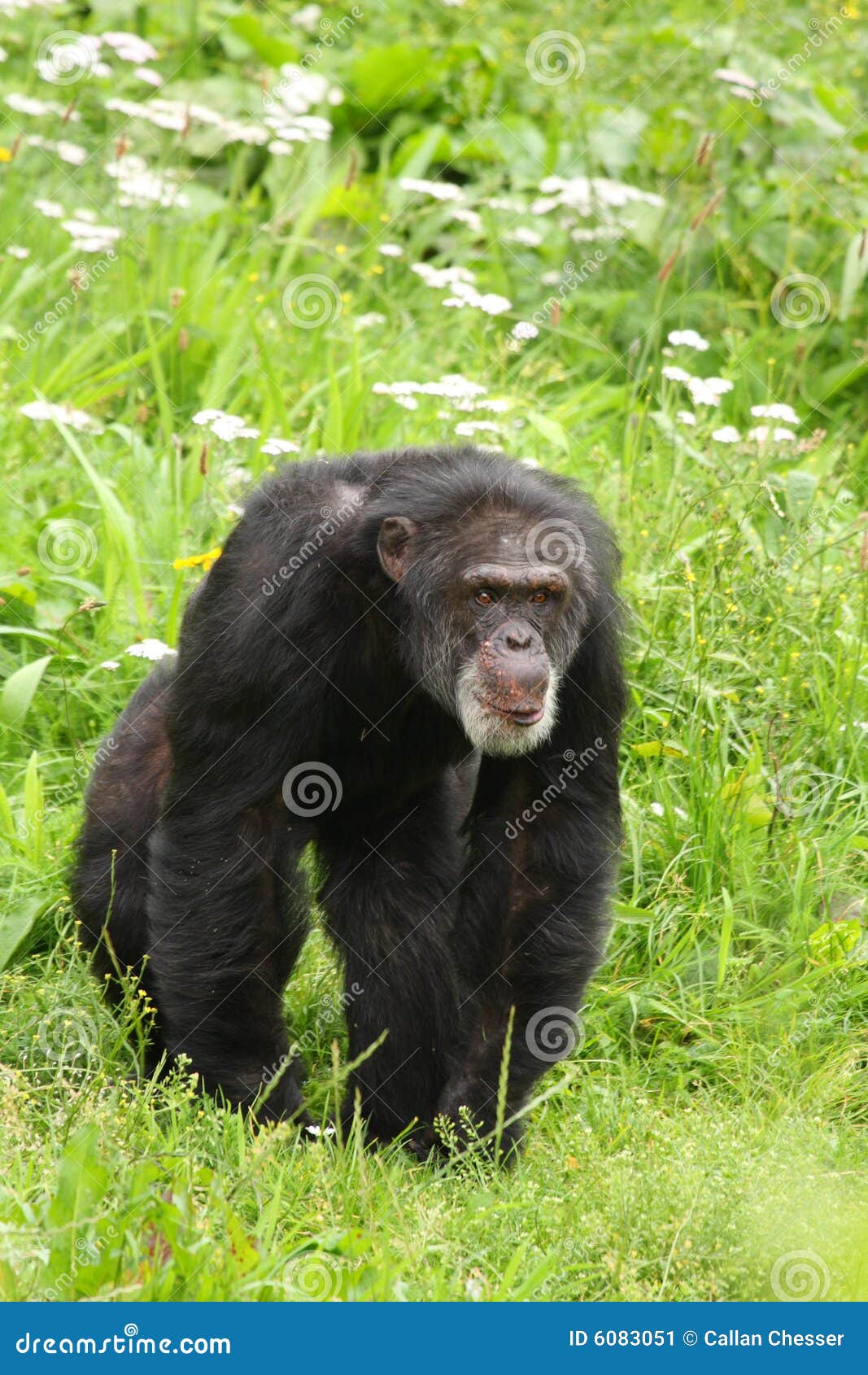 Chimp stock image. Image of nature, african, tropical - 6083051