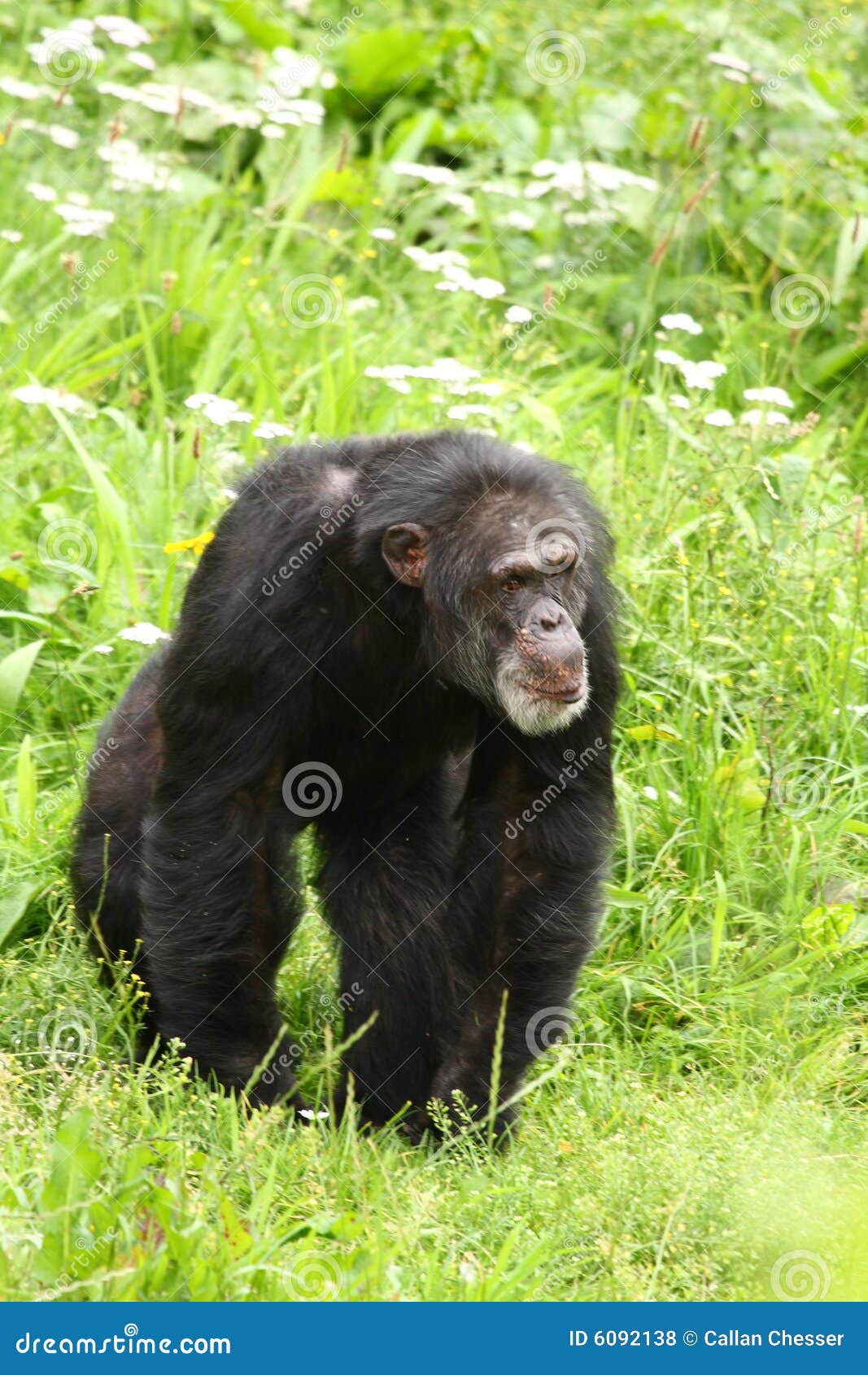 Chimp stock photo. Image of mammal, africa, african, wildlife - 6092138