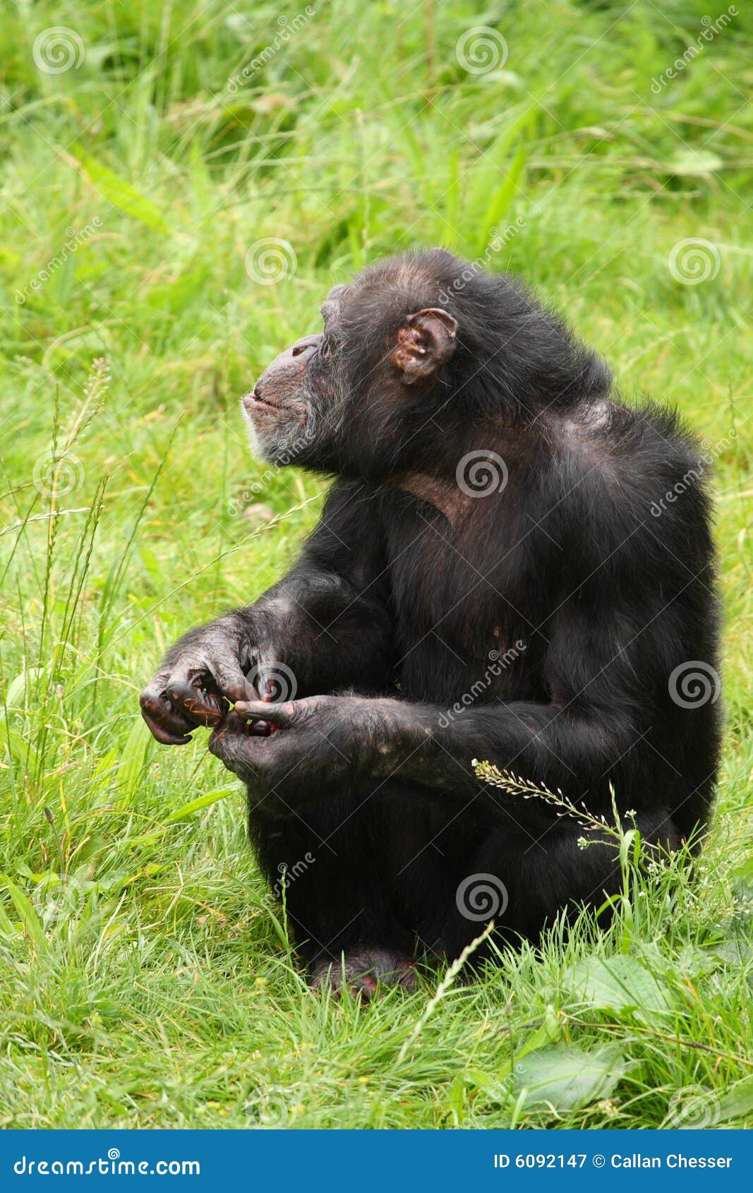 Chimp stock image. Image of chimp, hairy, tropical, funny - 6092147