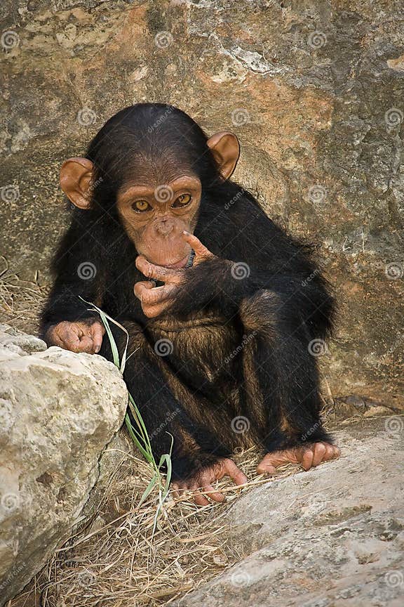Chimp baby stock image. Image of gesture, nature, anthropoid - 10362131