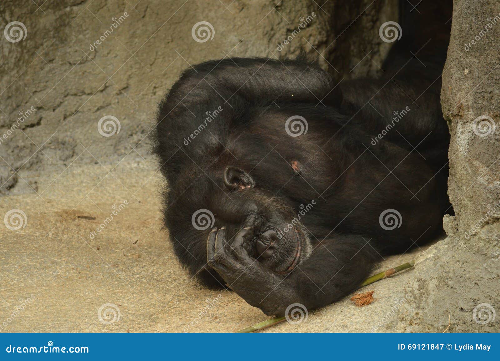 A chimp being silly stock image. Image of wildlife, chimp - 69121847