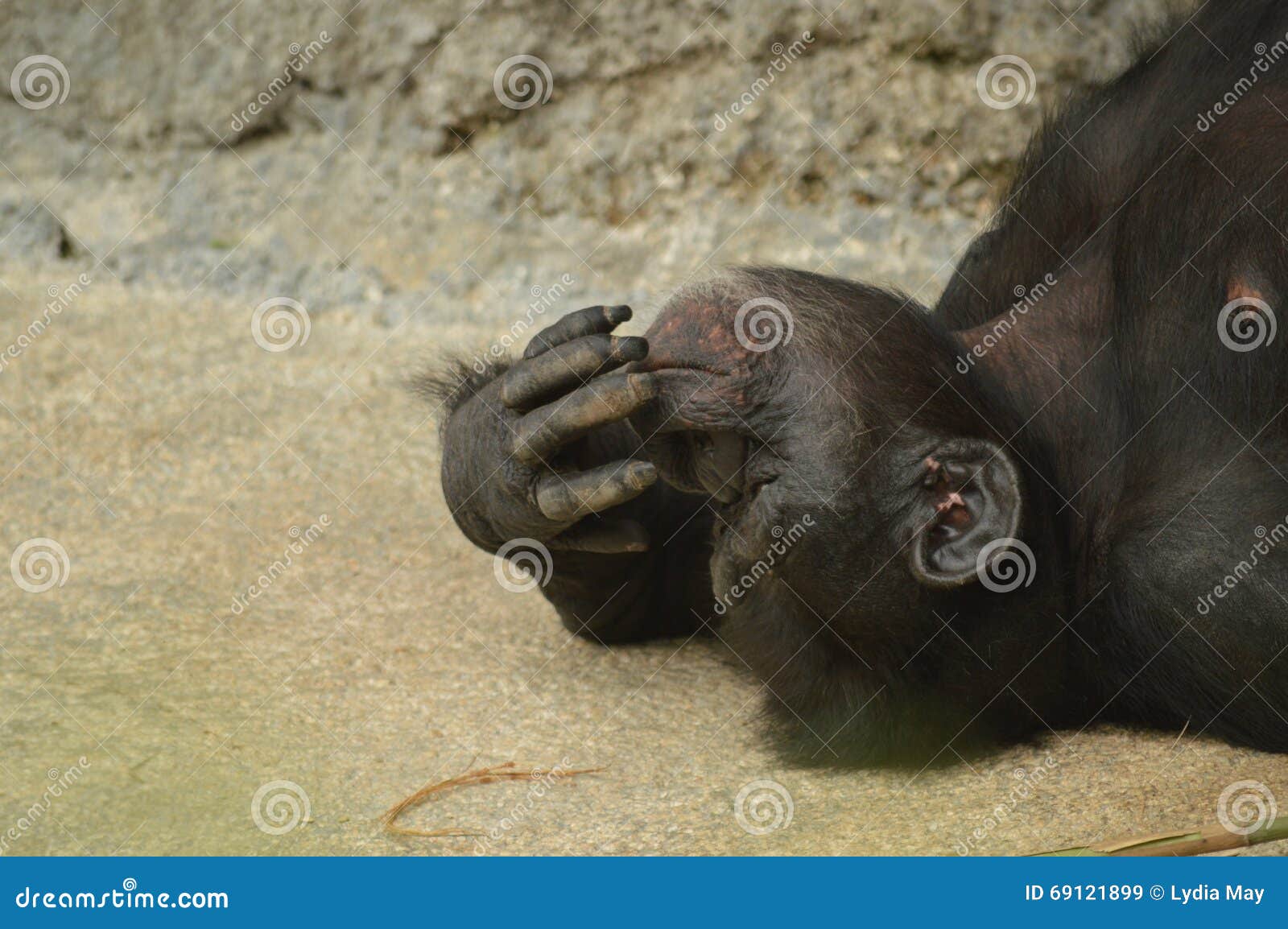 A chimp being silly stock image. Image of chimp, funny - 69121899