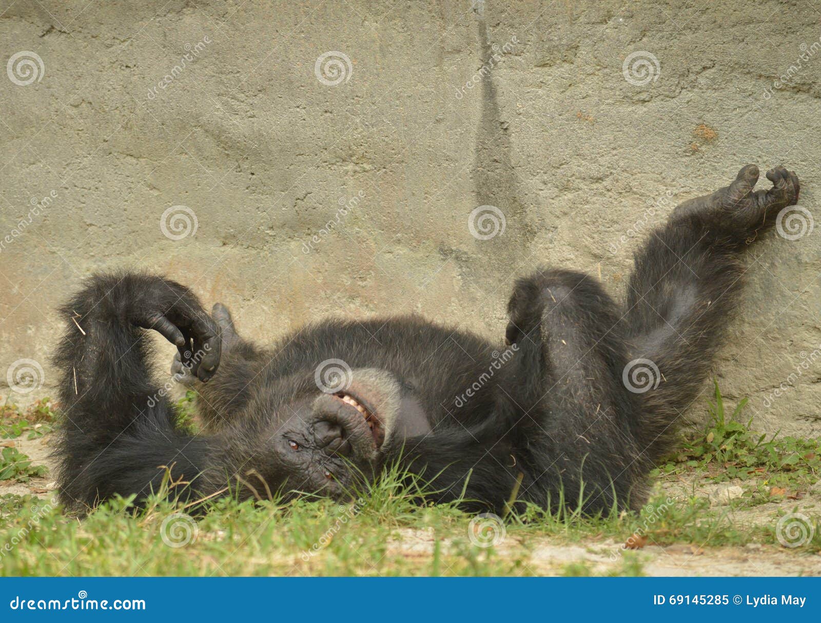 A chimp being silly stock image. Image of dramatic, laying - 69145285