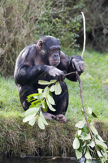 Chimp breaking stick stock photo. Image of adorable, tropical - 1715922