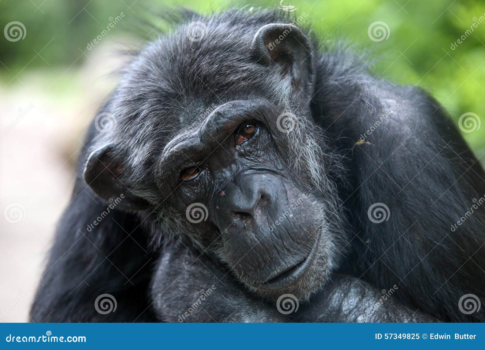 Chimp stock image. Image of symbol, eyes, profile, monkey - 57349825