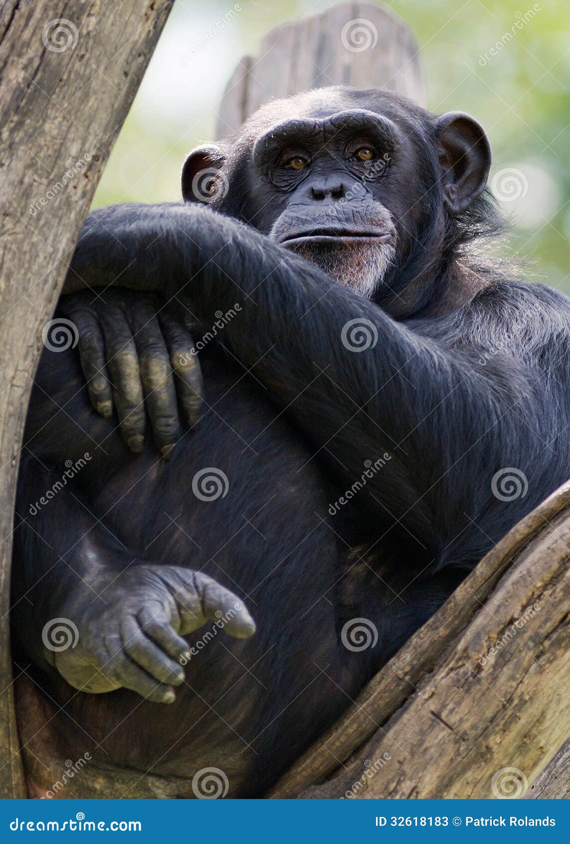 Chimp stock image. Image of face, chimpanzee, wildlife - 32618183