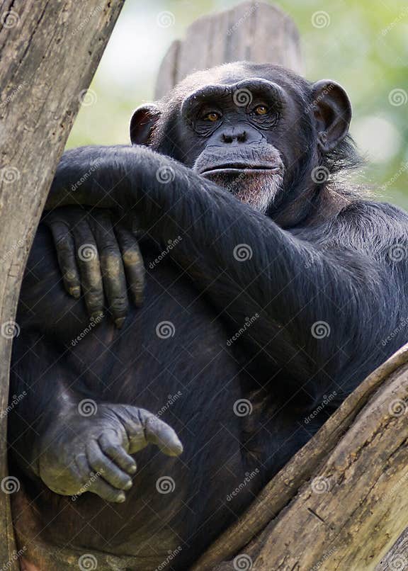 Chimp stock image. Image of face, chimpanzee, wildlife - 32618183