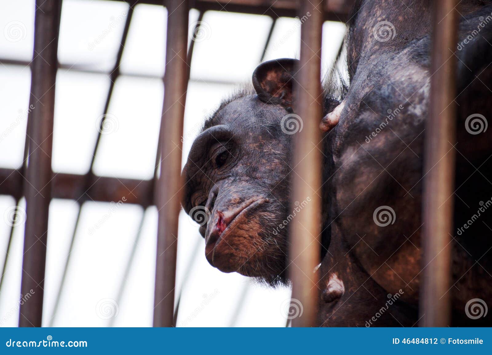 Chimp stock photo. Image of monkey, hand, common, animal - 46484812