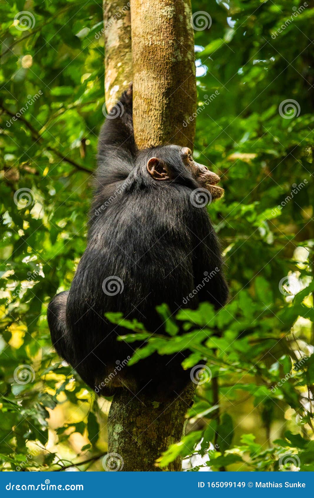 A Chimp is Climbing a Tree in the Kibale Forest Stock Image - Image of ...