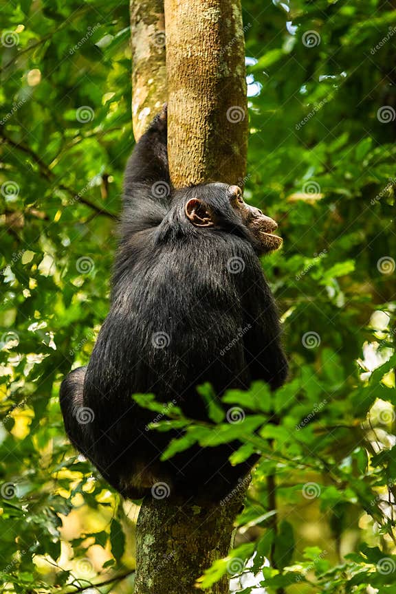 A Chimp is Climbing a Tree in the Kibale Forest Stock Image - Image of ...