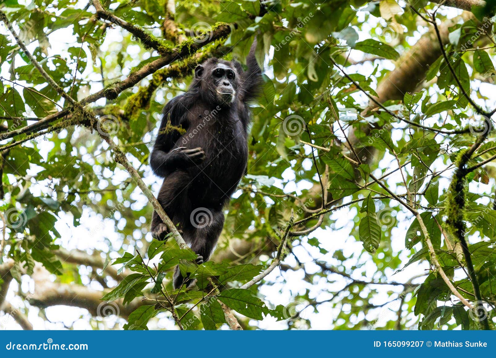 A Chimp is Climbing a Tree in the Kibale Forest Stock Image - Image of ...
