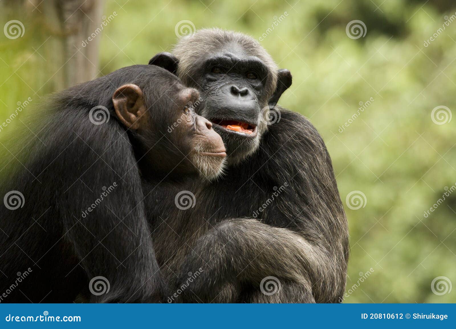 Chimp Couple stock photo. Image of female, chimpanzee - 20810612