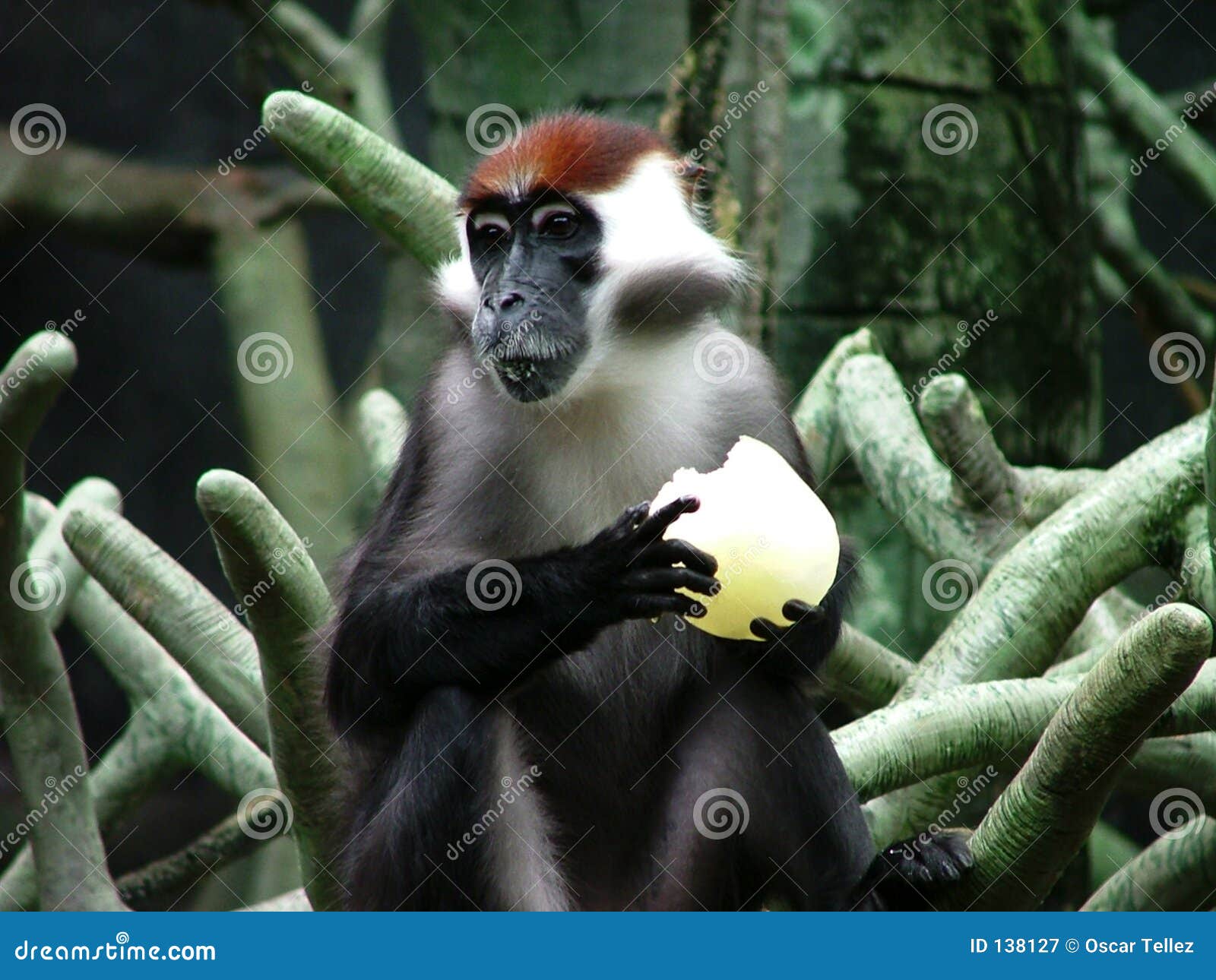 Chimp eating stock image. Image of africa, feeding, tree - 138127