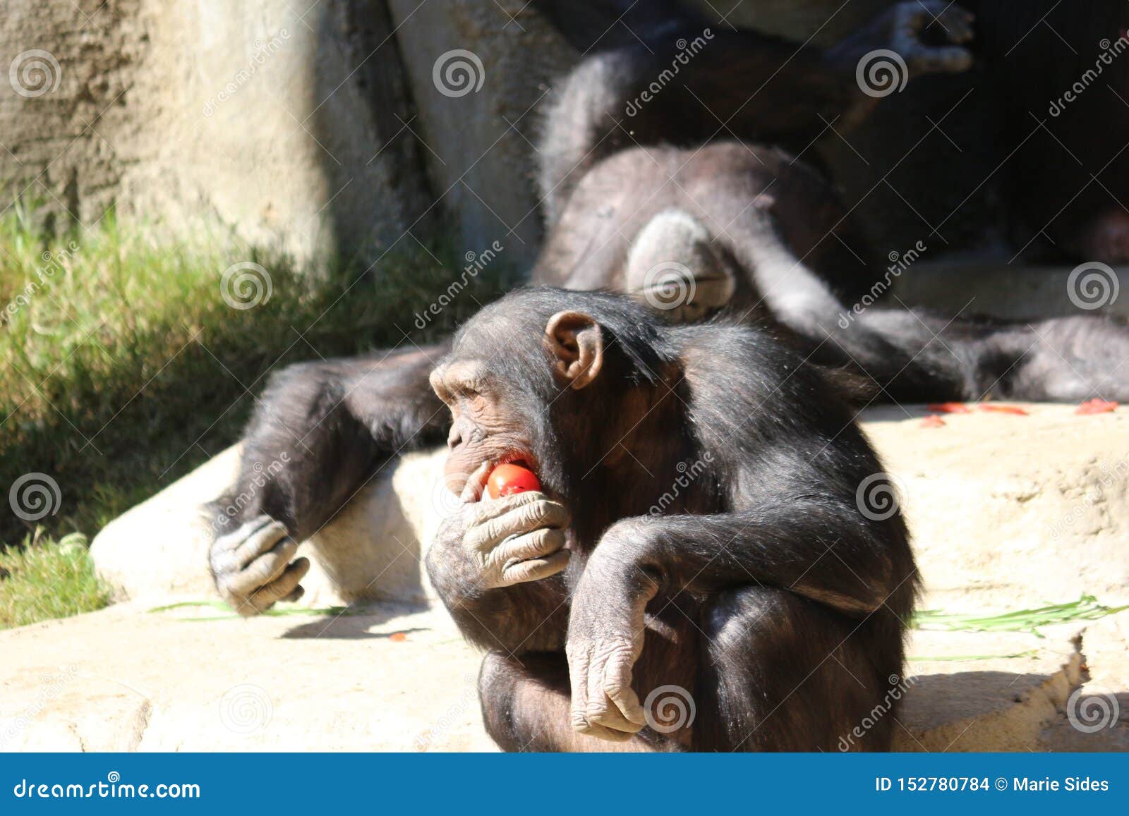 A chimpanzee stock photo. Image of snacking, chomping - 152780784