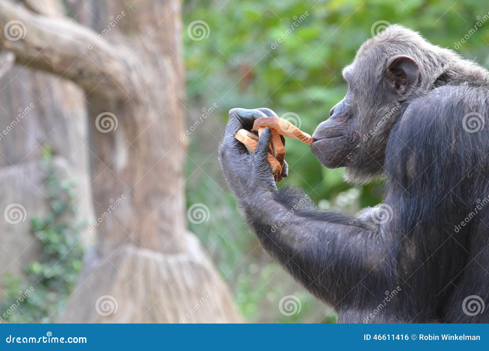 Chimp eats bread 2 stock photo. Image of lunch, wheat - 46611416