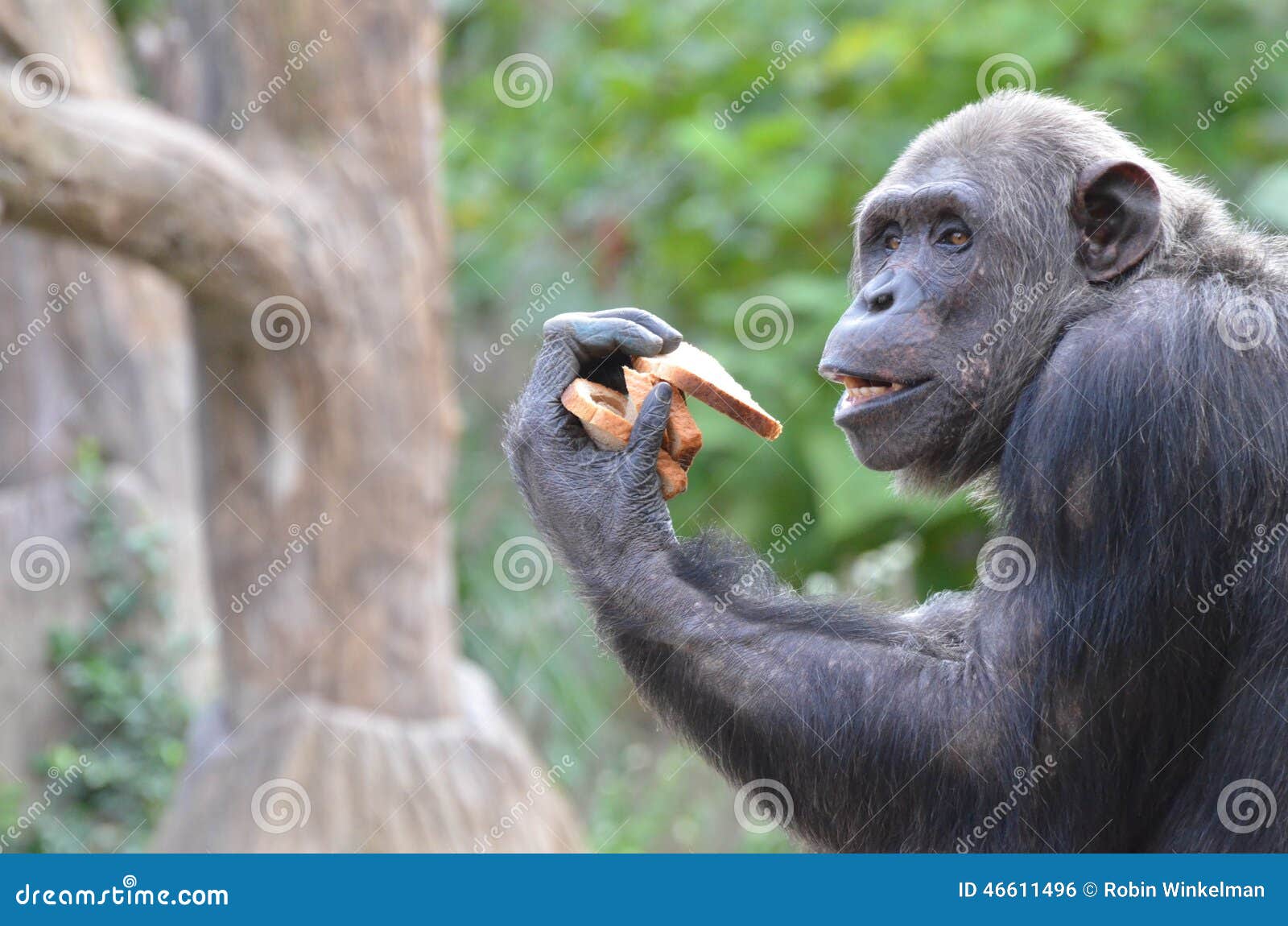 Chimp eats bread 3 stock photo. Image of gobble, feed - 46611496
