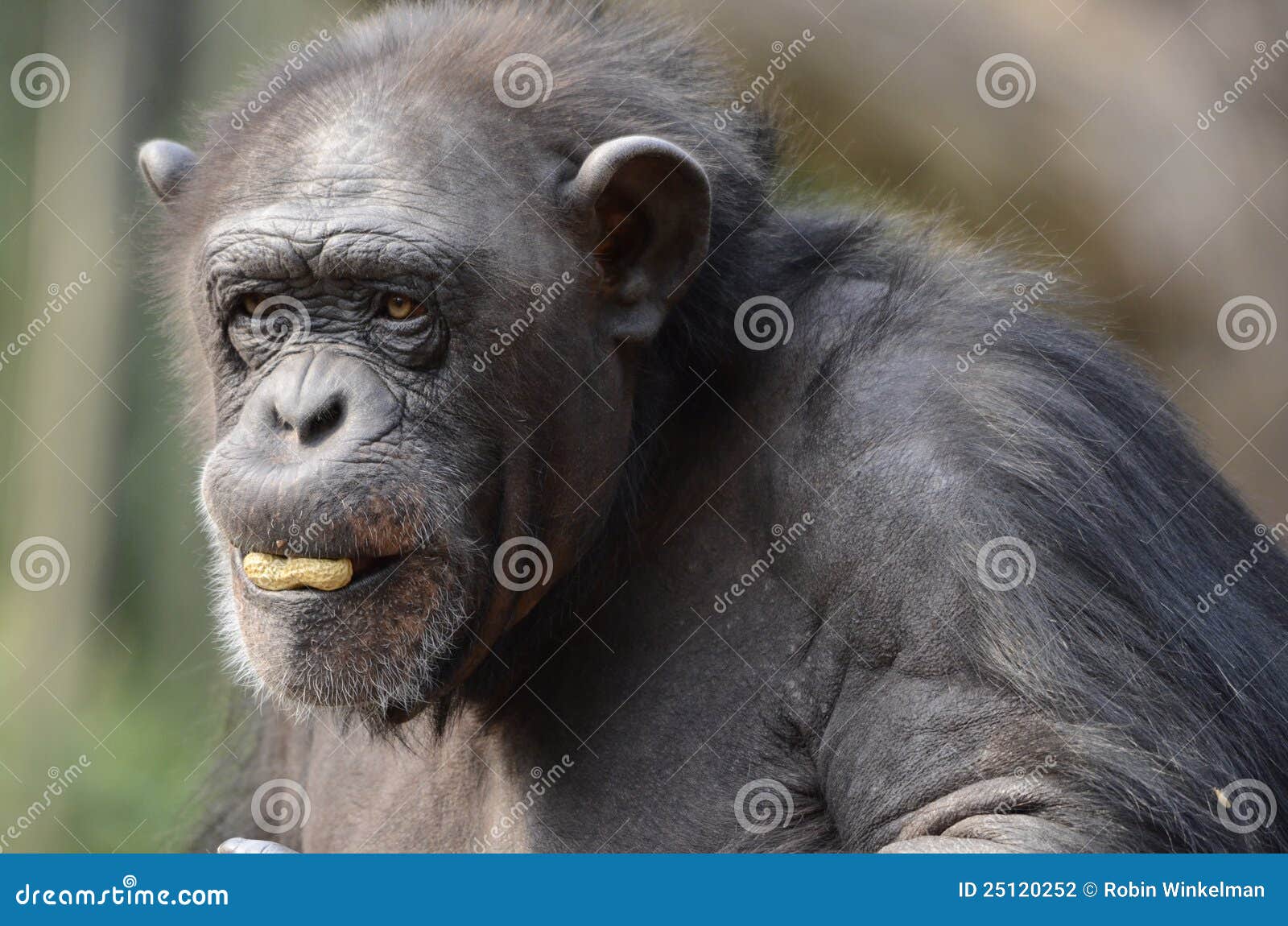 Chimp eats peanut stock photo. Image of tastes, looking - 25120252