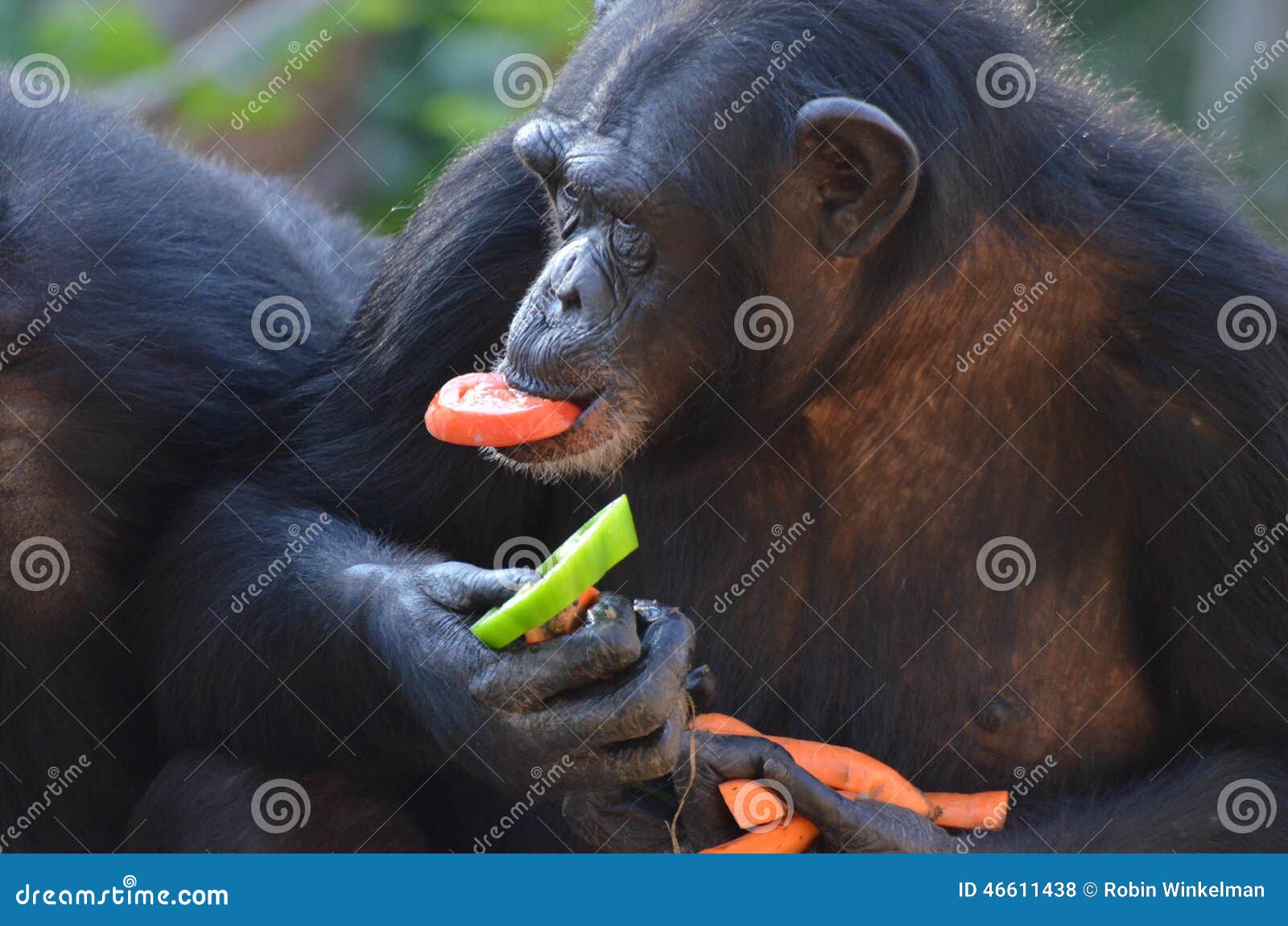 Chimp eats veggies 2 stock photo. Image of eats, holding - 46611438