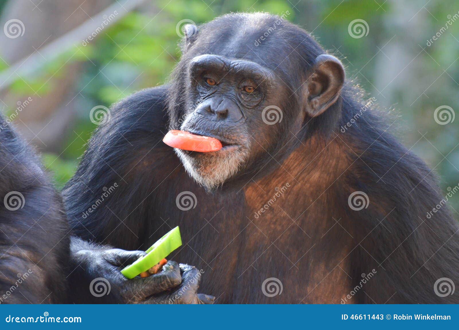 Chimp eats veggies stock image. Image of wrinkles, wrinkled - 46611443