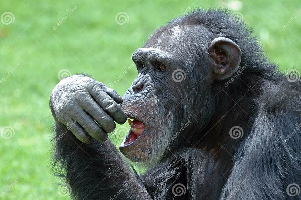 Chimp Face. stock image. Image of peace, mammal, chimp - 388923