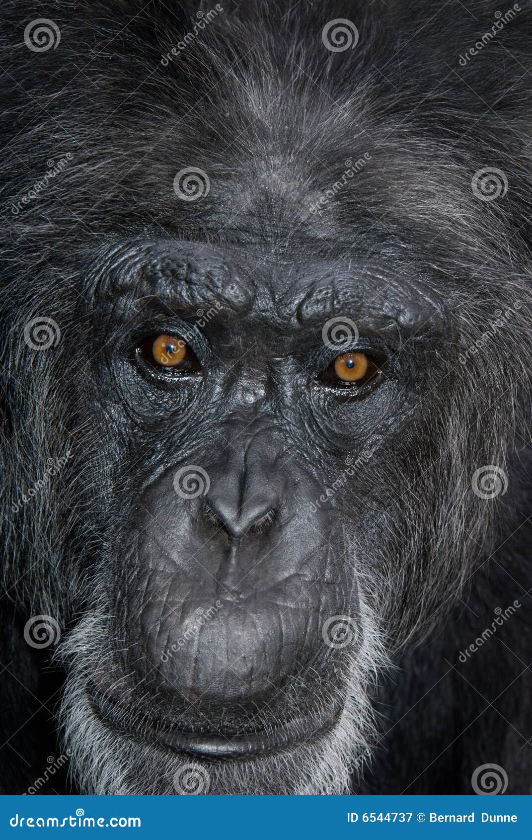 Chimp face stock image. Image of water, mammal, hands - 6544737